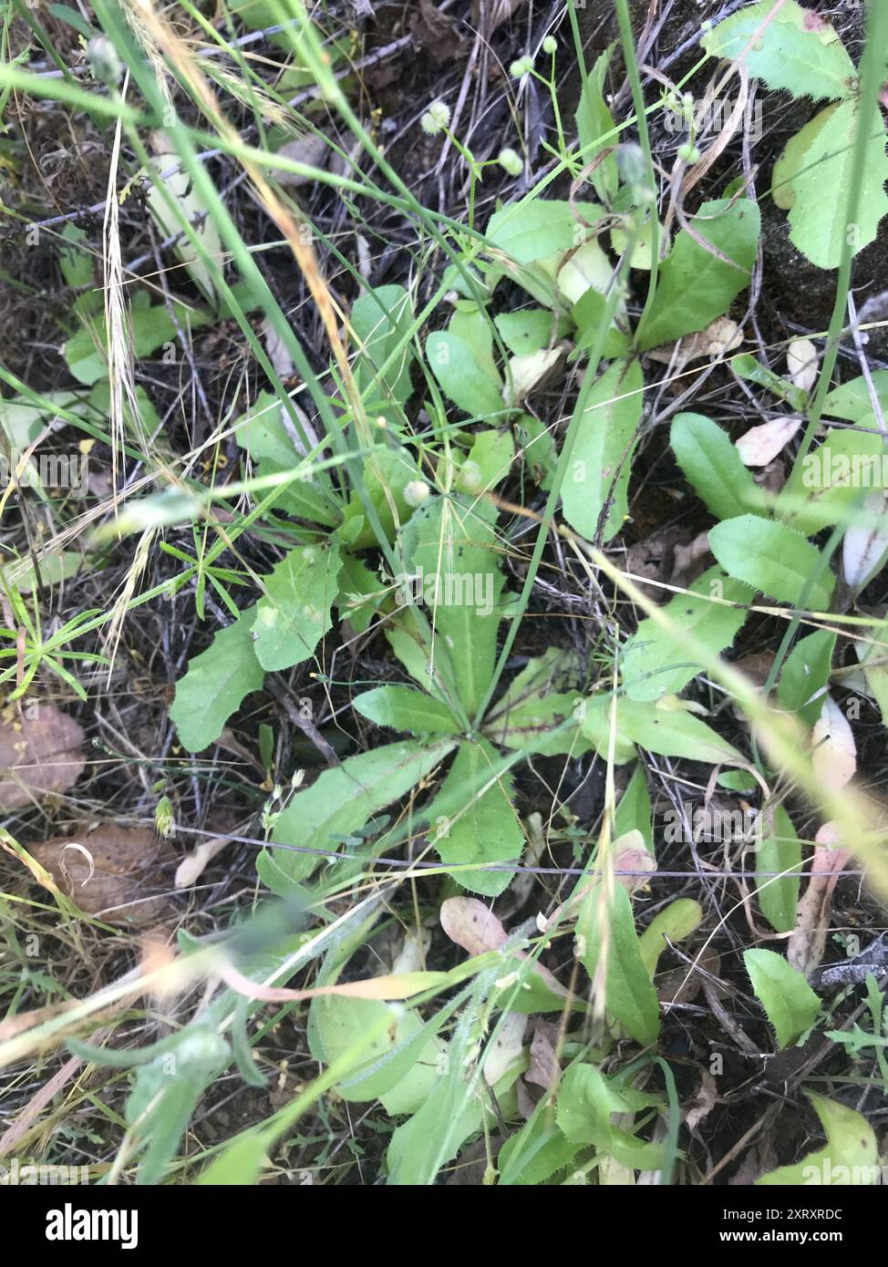 Smooth Cat's Ear (Hypochaeris glabra) Plantae Stock Photo - Alamy