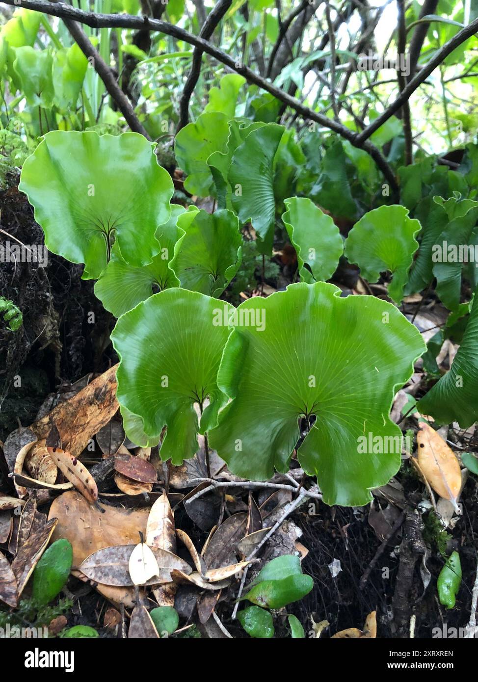 kidney fern (Hymenophyllum nephrophyllum) Plantae Stock Photo - Alamy
