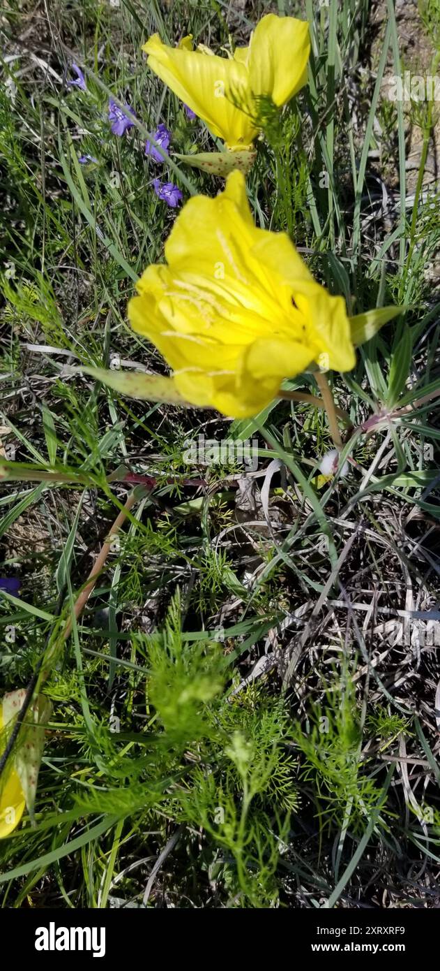 bigfruit evening primrose (Oenothera macrocarpa) Plantae Stock Photo ...