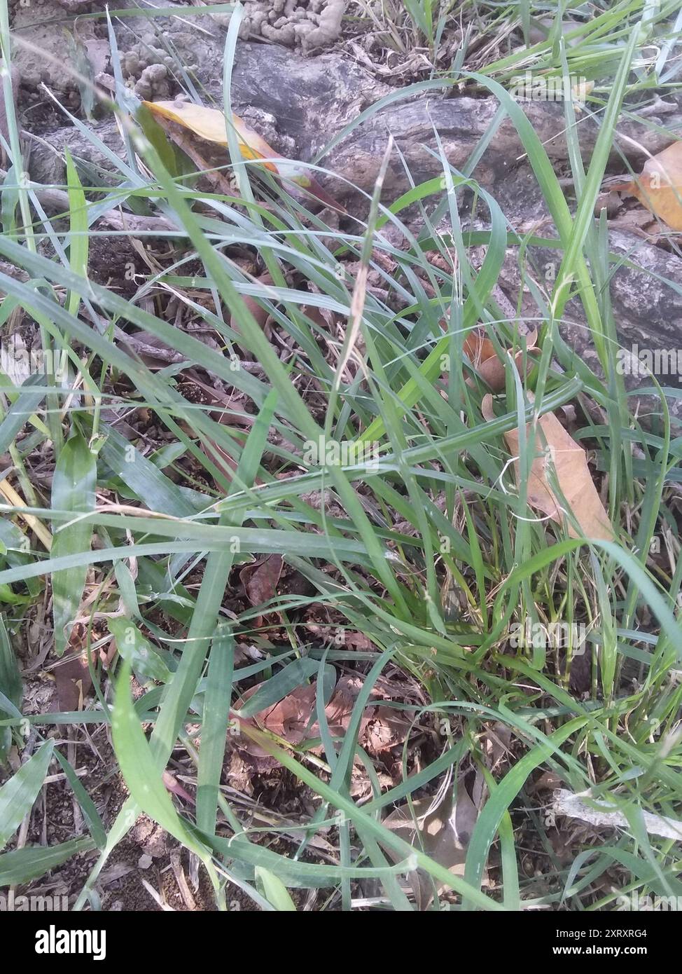 grasses (Poaceae) Plantae Stock Photo - Alamy