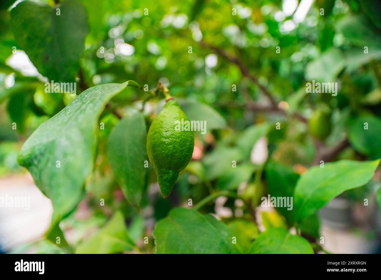 Limette tree hi-res stock photography and images - Alamy