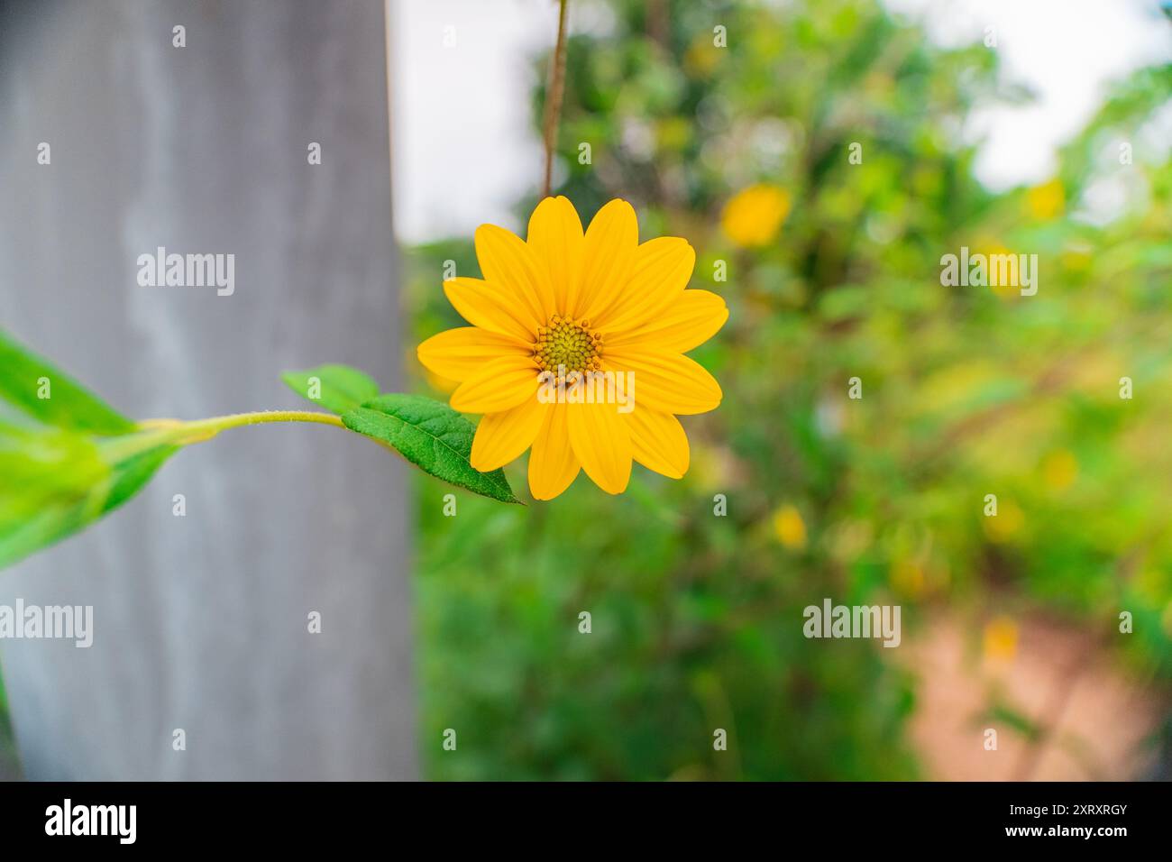 Beautiful Yellow Mexican Tournesol Known as Tree Mariegold Mexican ...