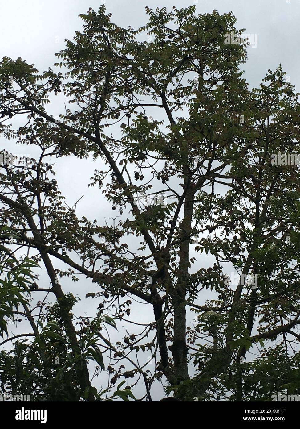 Juglans neotropica hi-res stock photography and images - Alamy