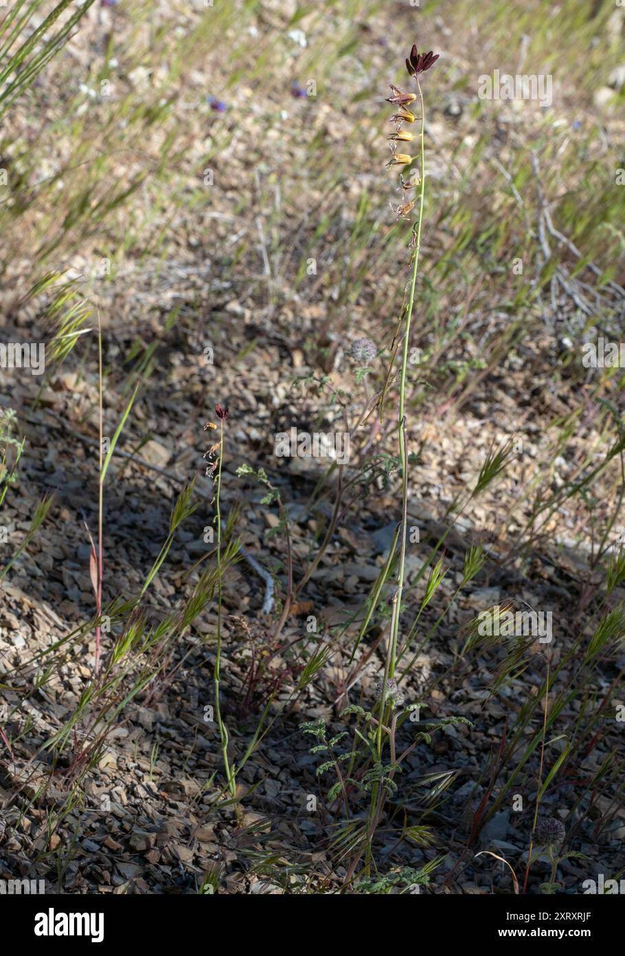 Coulter's wild cabbage (Caulanthus coulteri) Plantae Stock Photo - Alamy
