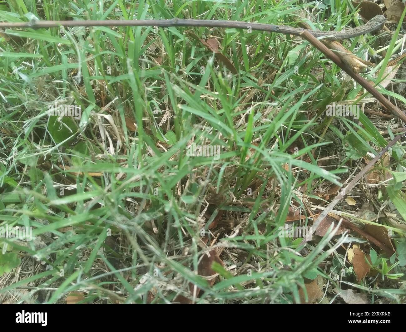 guinea grass (Megathyrsus maximus) Plantae Stock Photo - Alamy