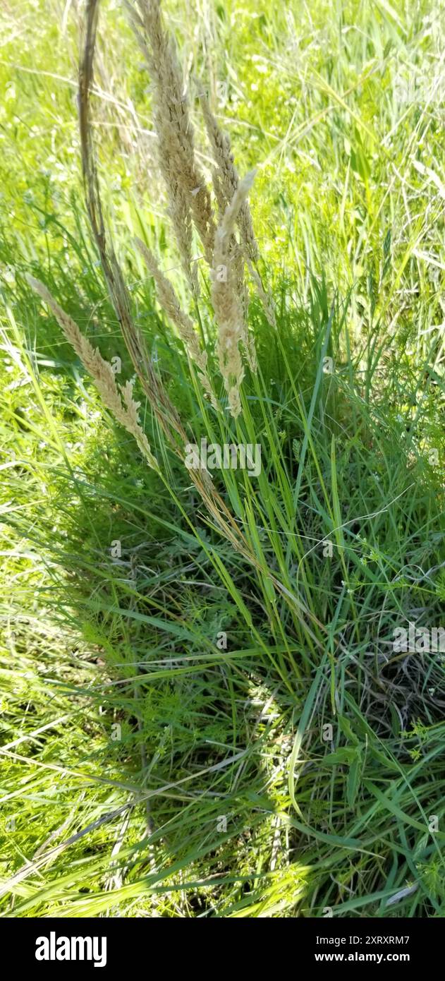 Texas bluegrass (Poa arachnifera) Plantae Stock Photo - Alamy
