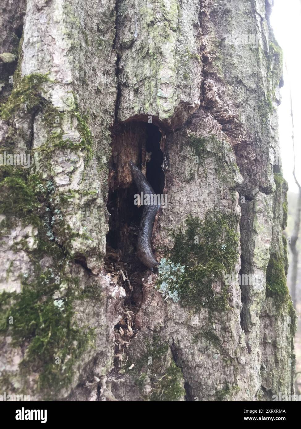 Changeable Mantleslug (Megapallifera mutabilis) Mollusca Stock Photo ...