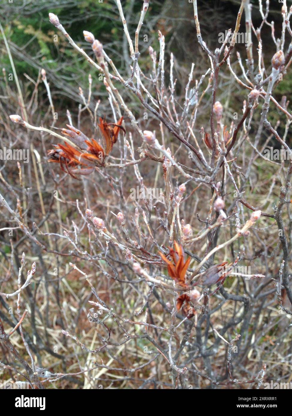 swamp azalea (Rhododendron viscosum) Plantae Stock Photo - Alamy
