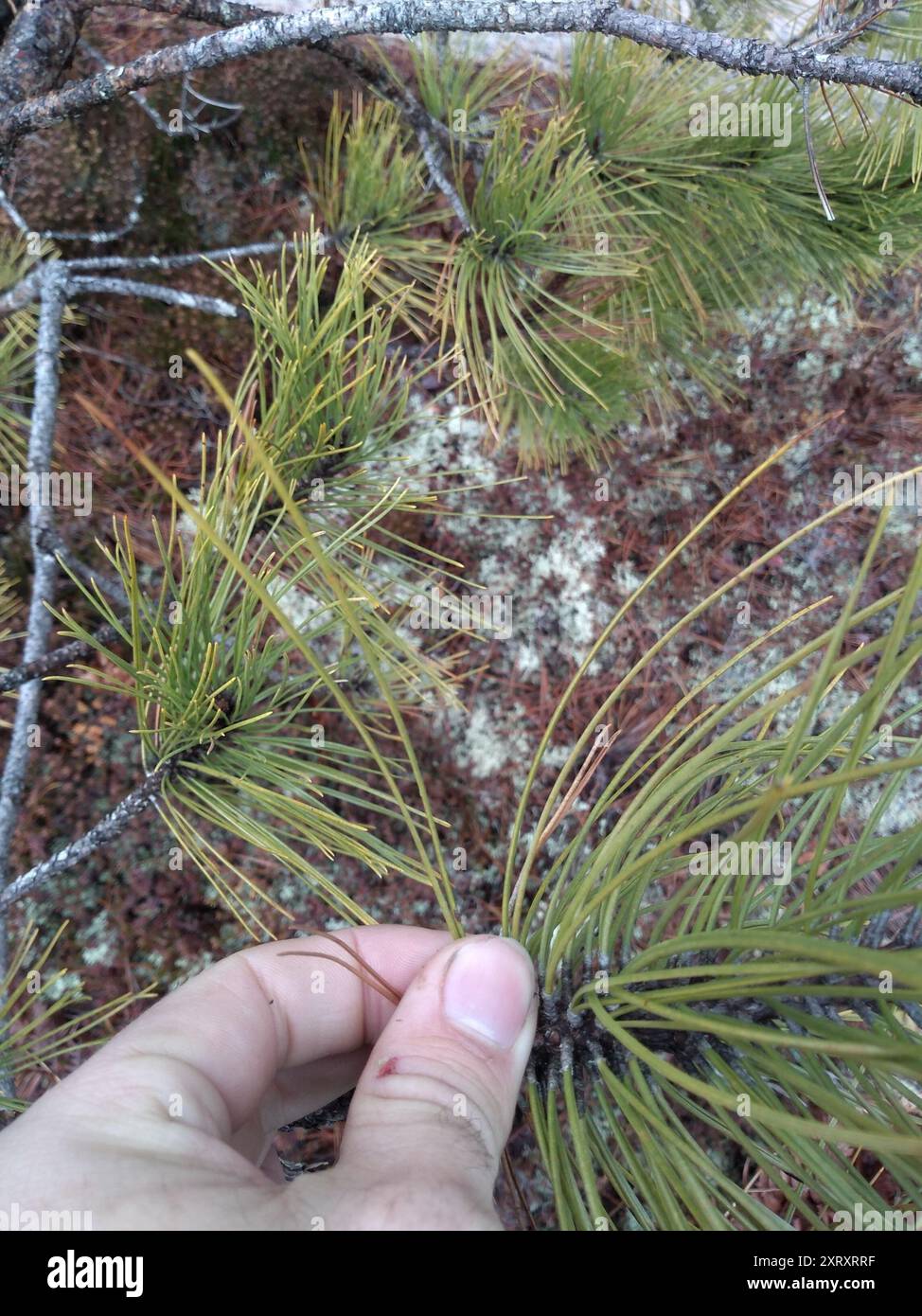 red pine (Pinus resinosa) Plantae Stock Photo - Alamy