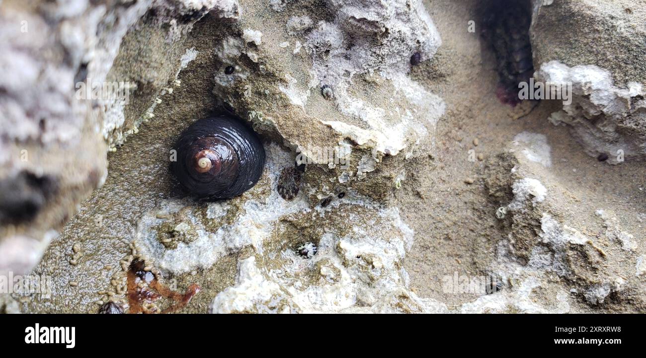 Black Tegula (Tegula funebralis) Mollusca Stock Photo - Alamy