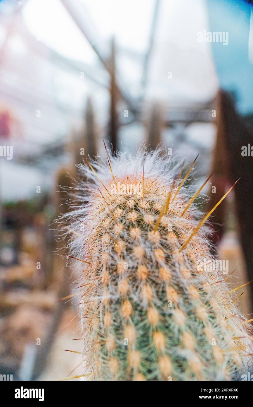 Green cactus thorn sphere hi-res stock photography and images - Alamy