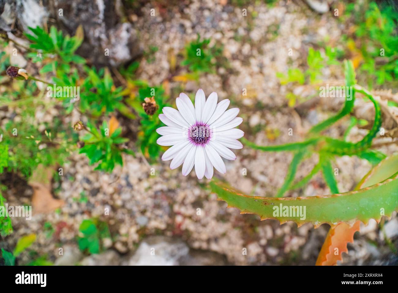 White Daisy Flower Blossoms Known as Leucanthemum Vulgare Argyranthemum ...