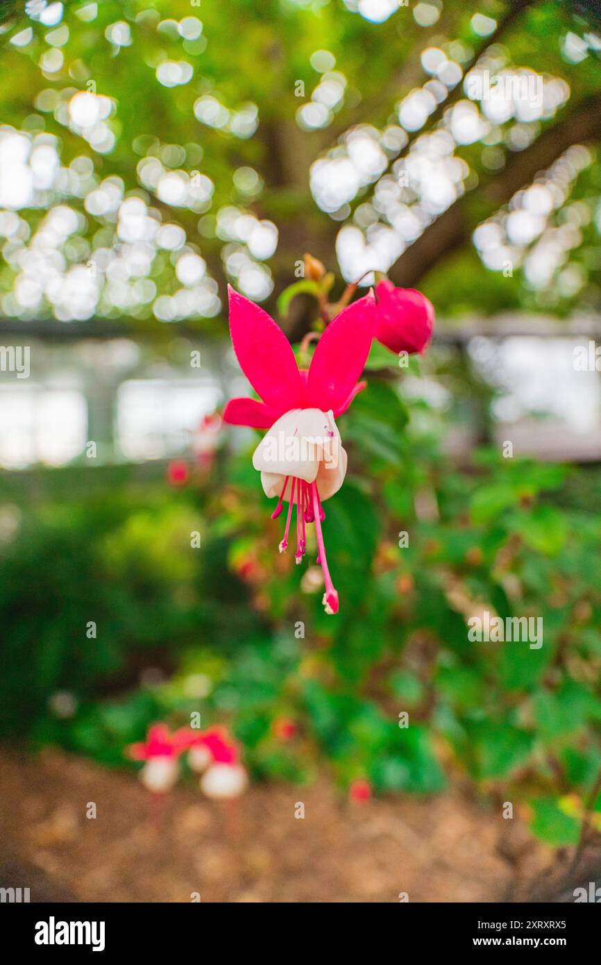 Pink Fuchsia Flower Blossom From the Family of the Onagraceae in a ...