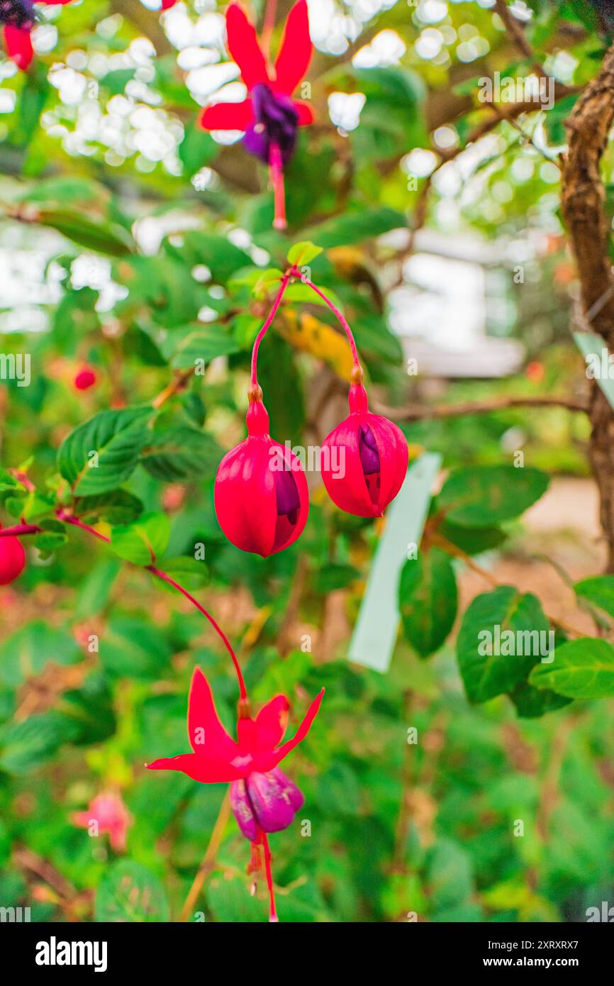Pink Fuchsia Flower Blossom From the Family of the Onagraceae Stock ...