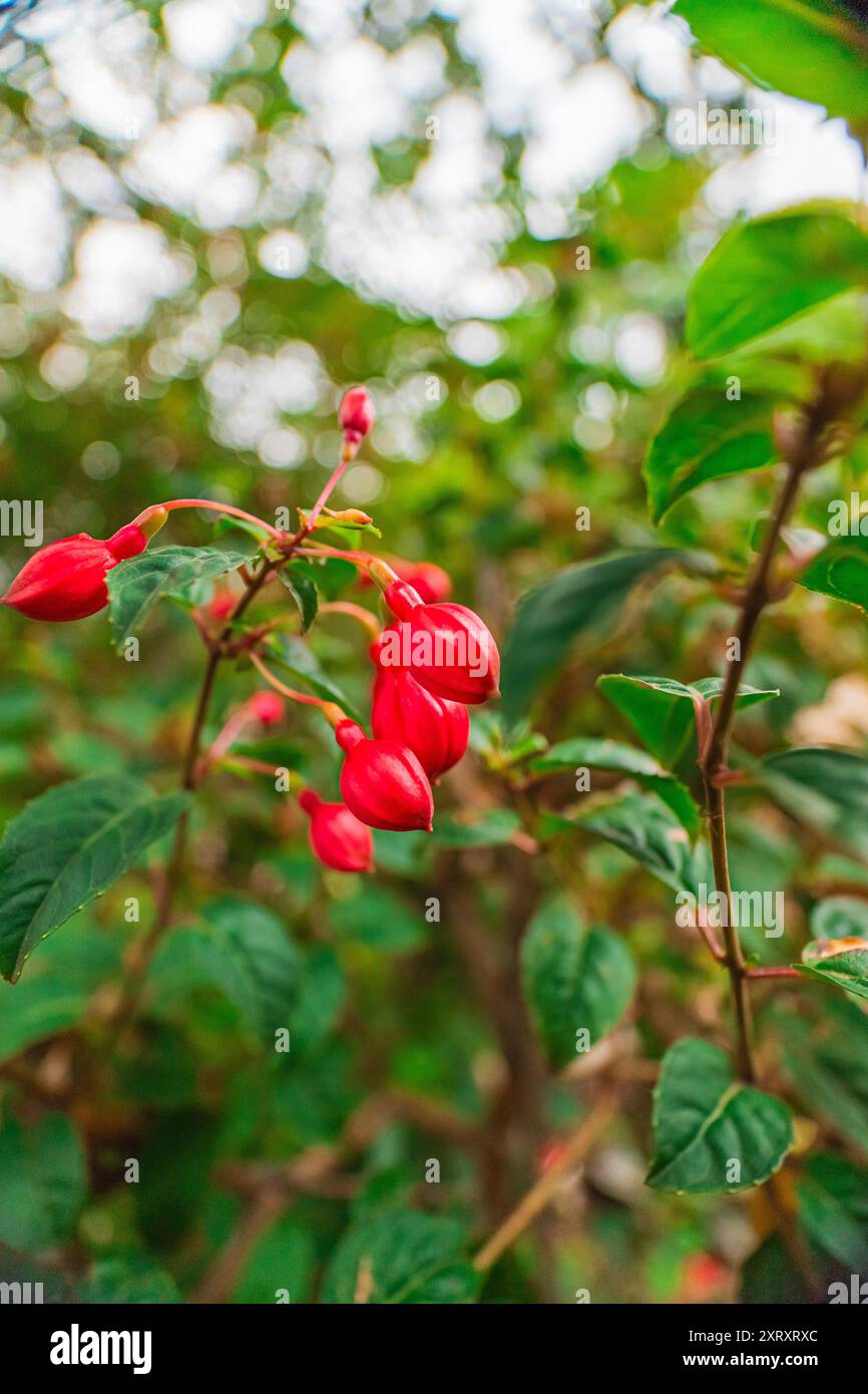 Red Fuchsia Flower Buds From the Family of the Onagraceae in a ...
