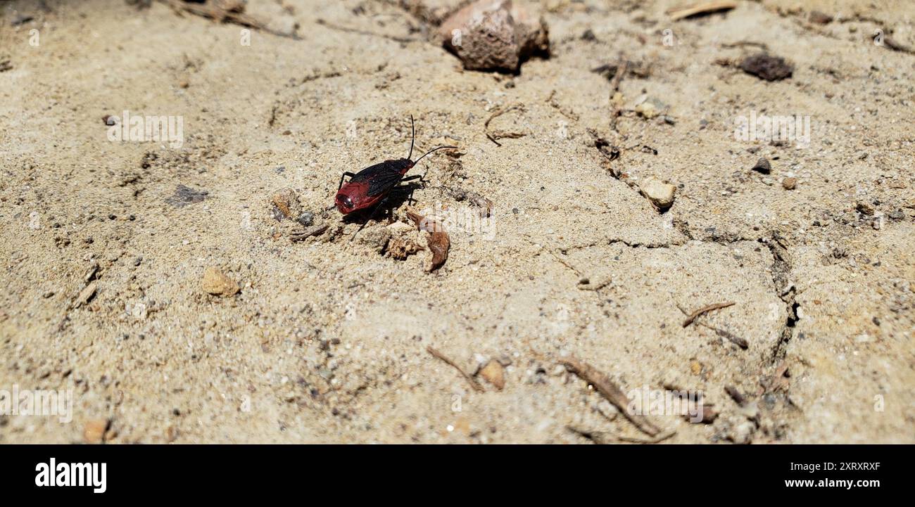 Red-shouldered Bug (Jadera haematoloma) Insecta Stock Photo - Alamy