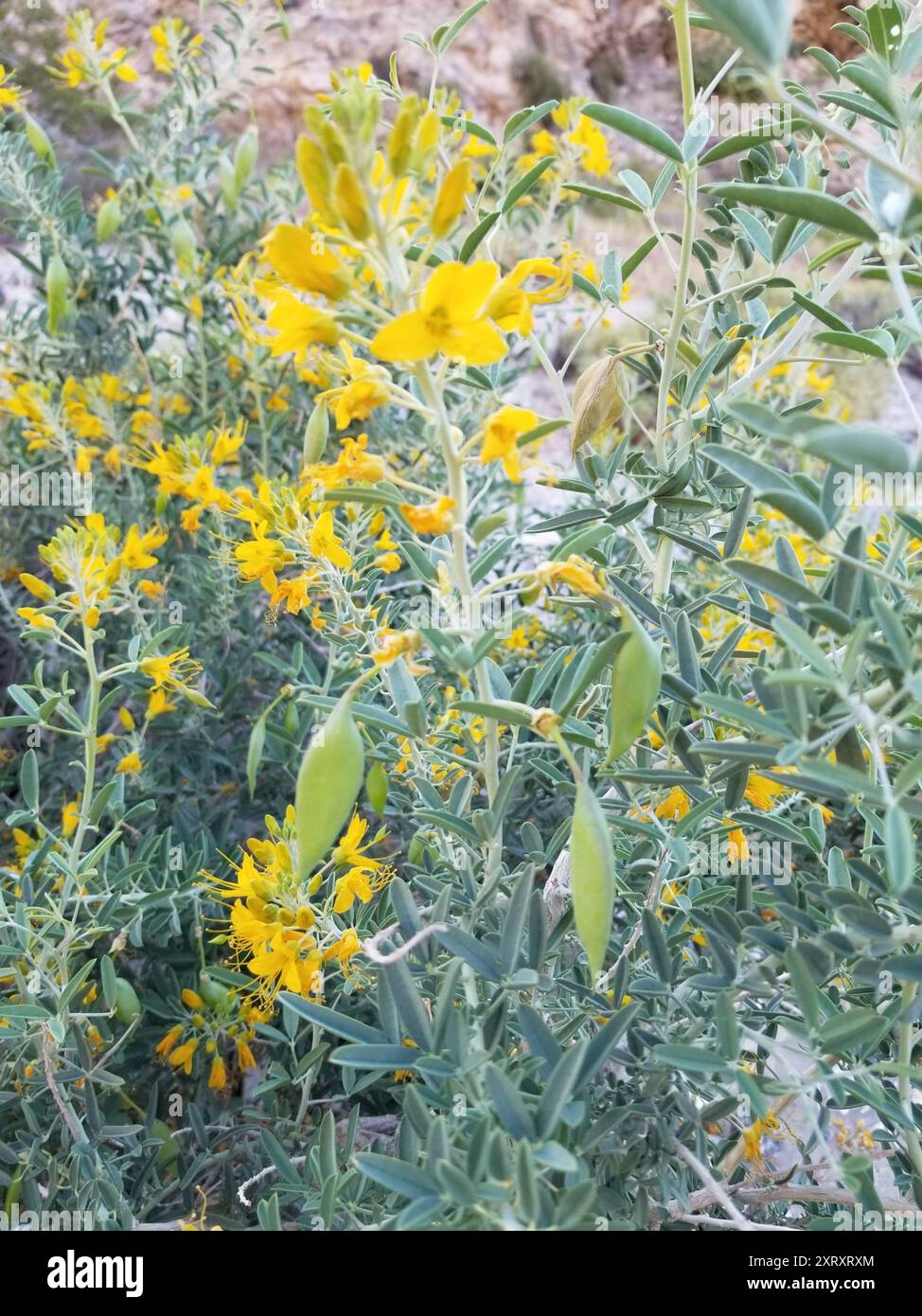 (Cleomella arborea angustata) Plantae Stock Photo - Alamy