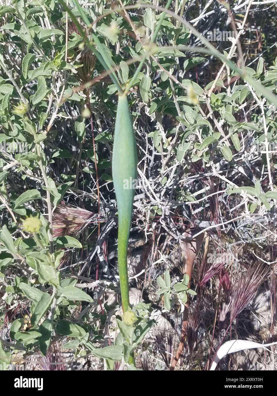 Desert Trumpet (Eriogonum inflatum) Plantae Stock Photo - Alamy