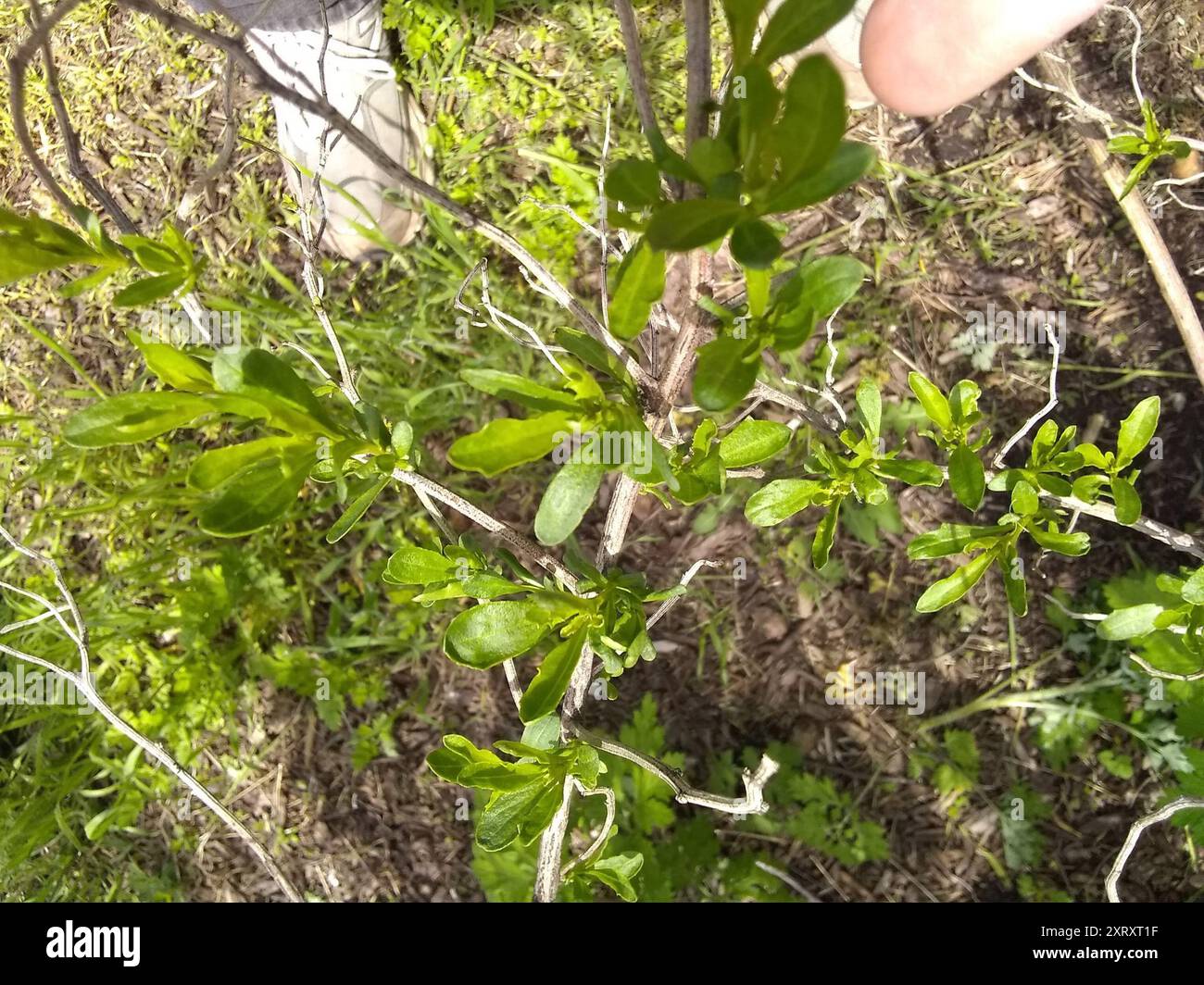 groundsel tree (Baccharis halimifolia) Plantae Stock Photo - Alamy