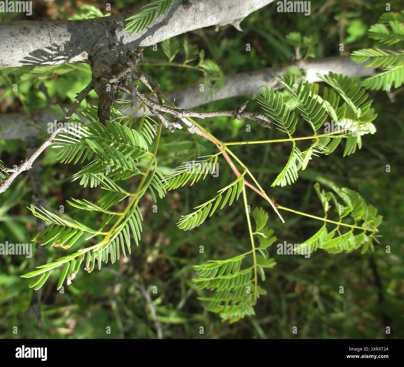 Blue Thorn (Senegalia erubescens) Plantae Stock Photo - Alamy