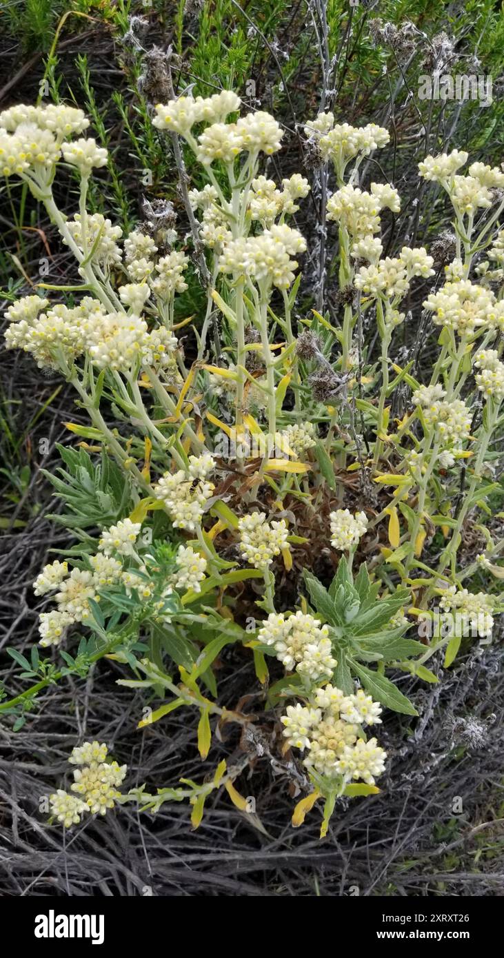 two-color rabbit tobacco (Pseudognaphalium biolettii) Plantae Stock ...