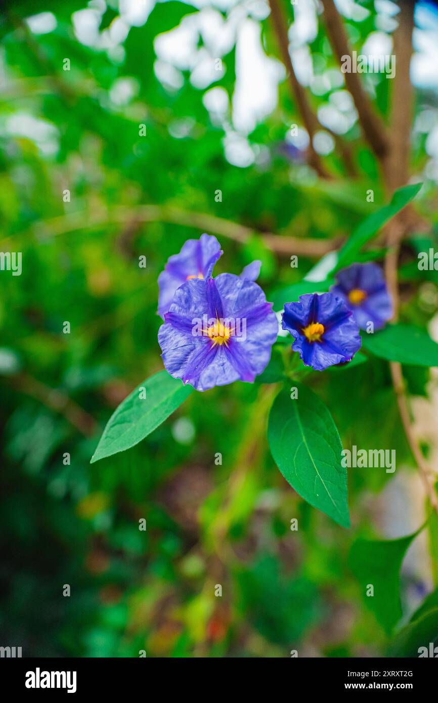 Blue Potato Bush Flower Blossom Stock Photo - Alamy