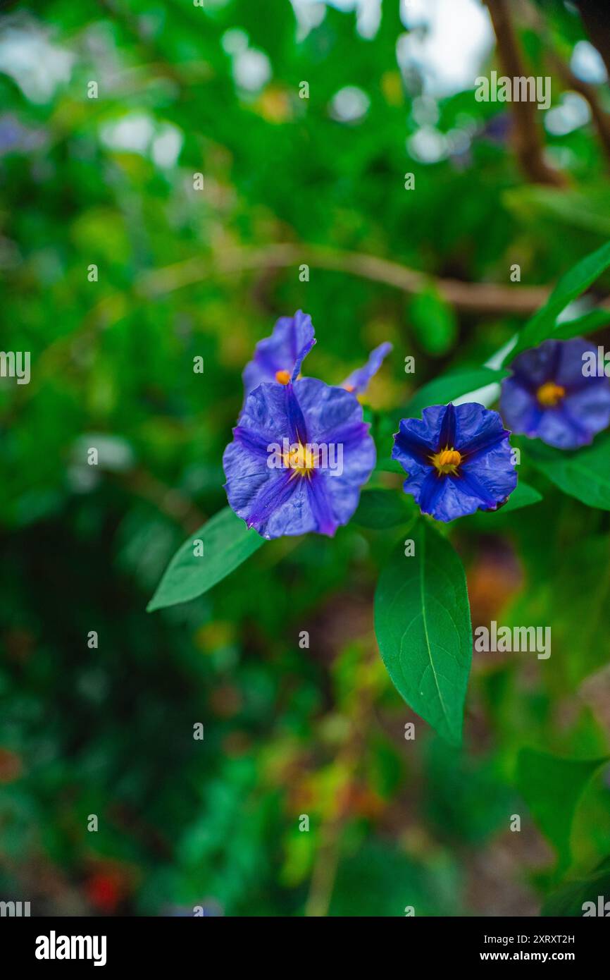 Solanum rantonnetii nightshade flower hi-res stock photography and ...