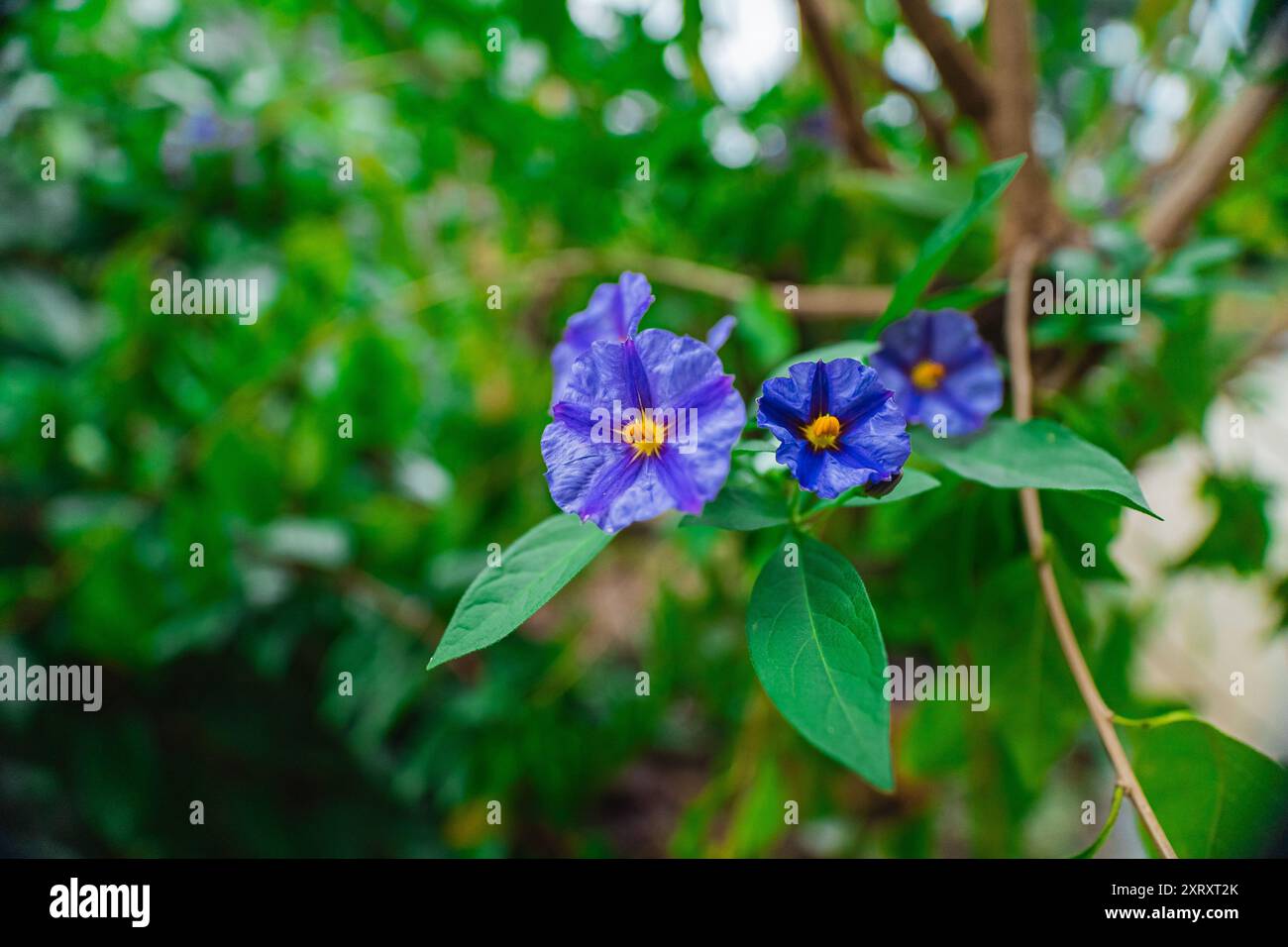 Paraguay nightshade lycianthes rantonnetii hi-res stock photography and ...