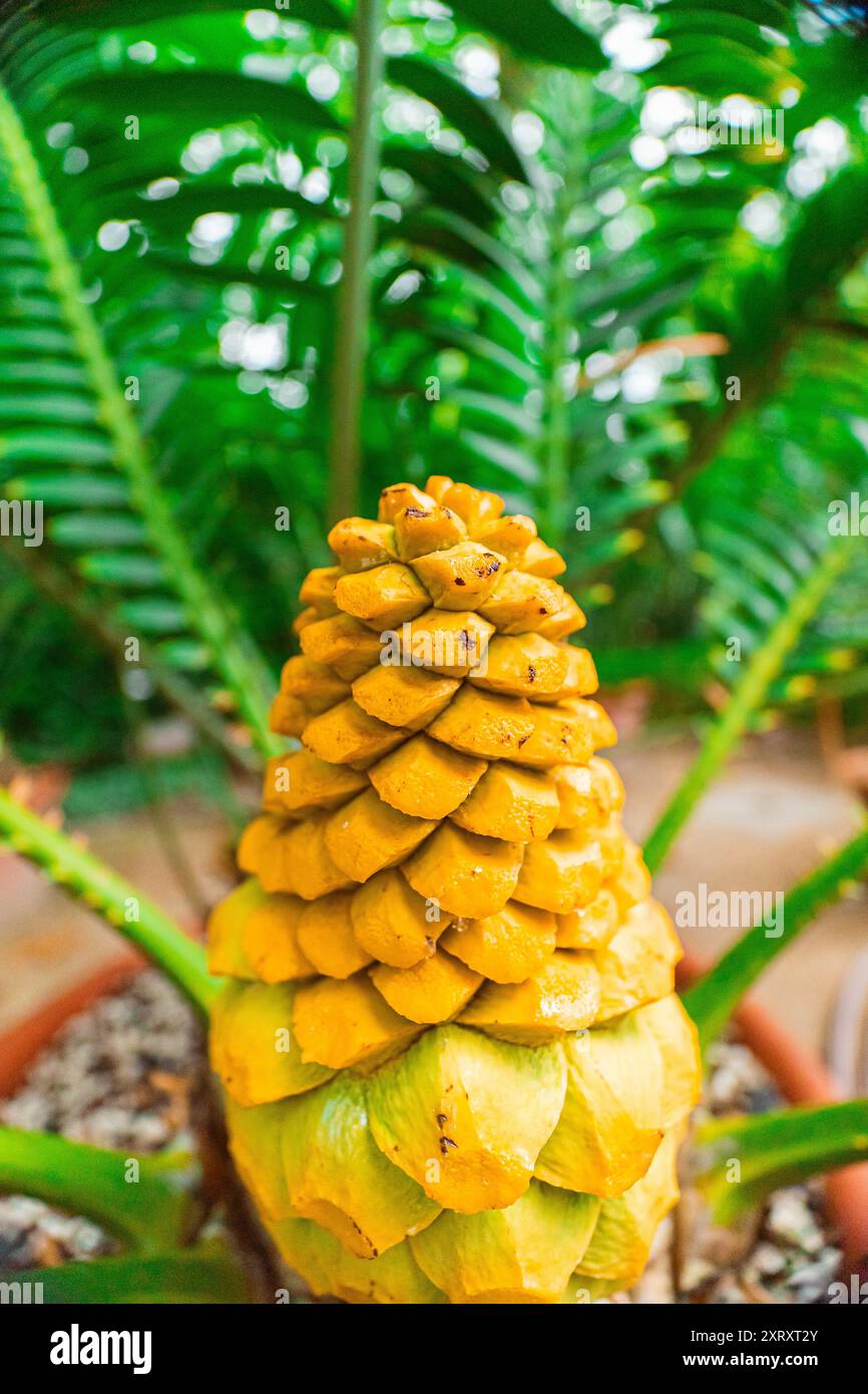 Yellow Cone of Encephalartos Villosus Plant Stock Photo - Alamy