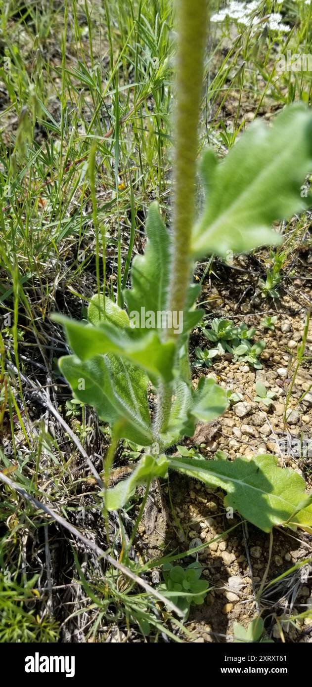 Texas yellow star (Lindheimera texana) Plantae Stock Photo - Alamy