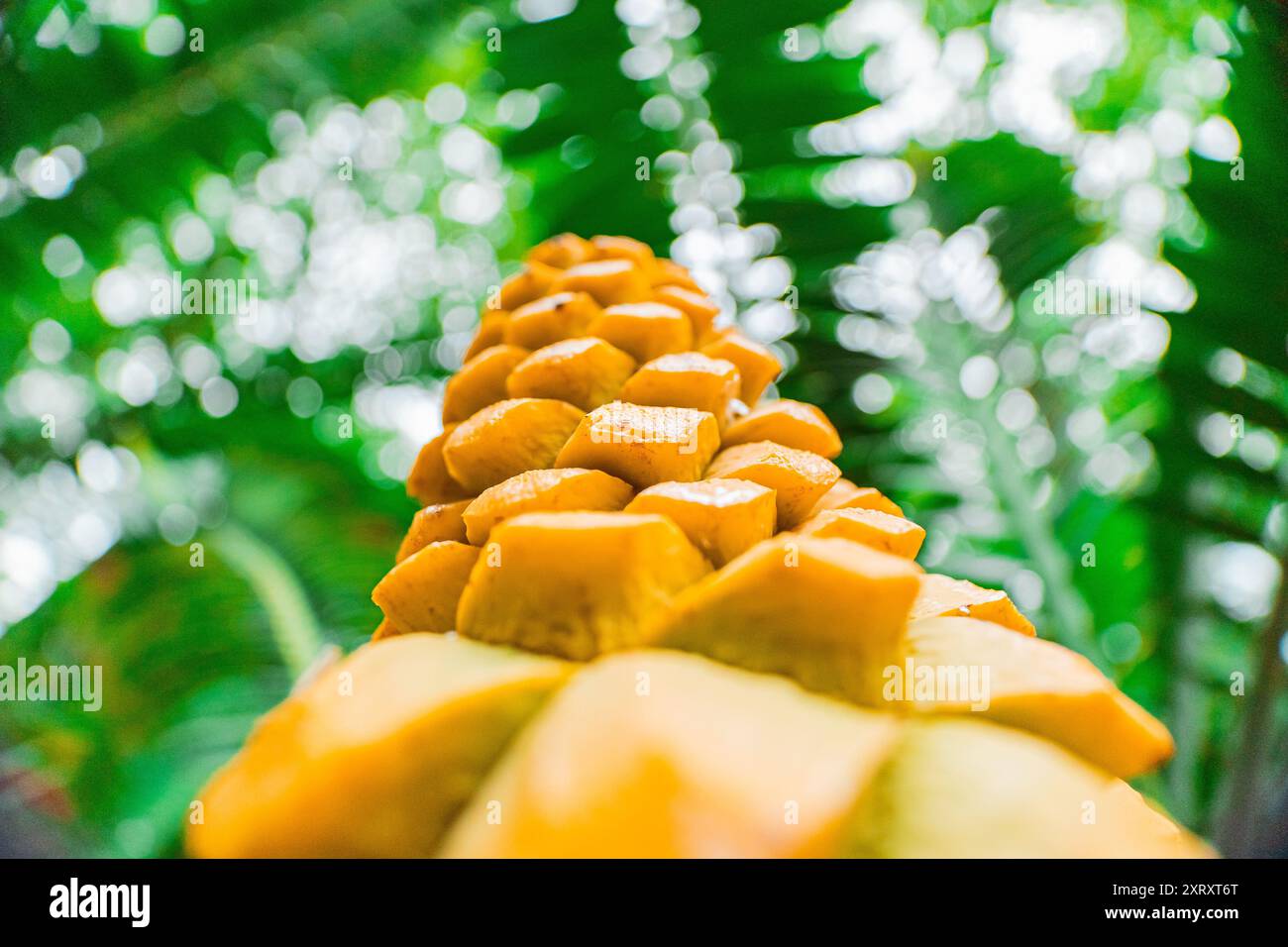 Encephalartos villosus seed hi-res stock photography and images - Alamy