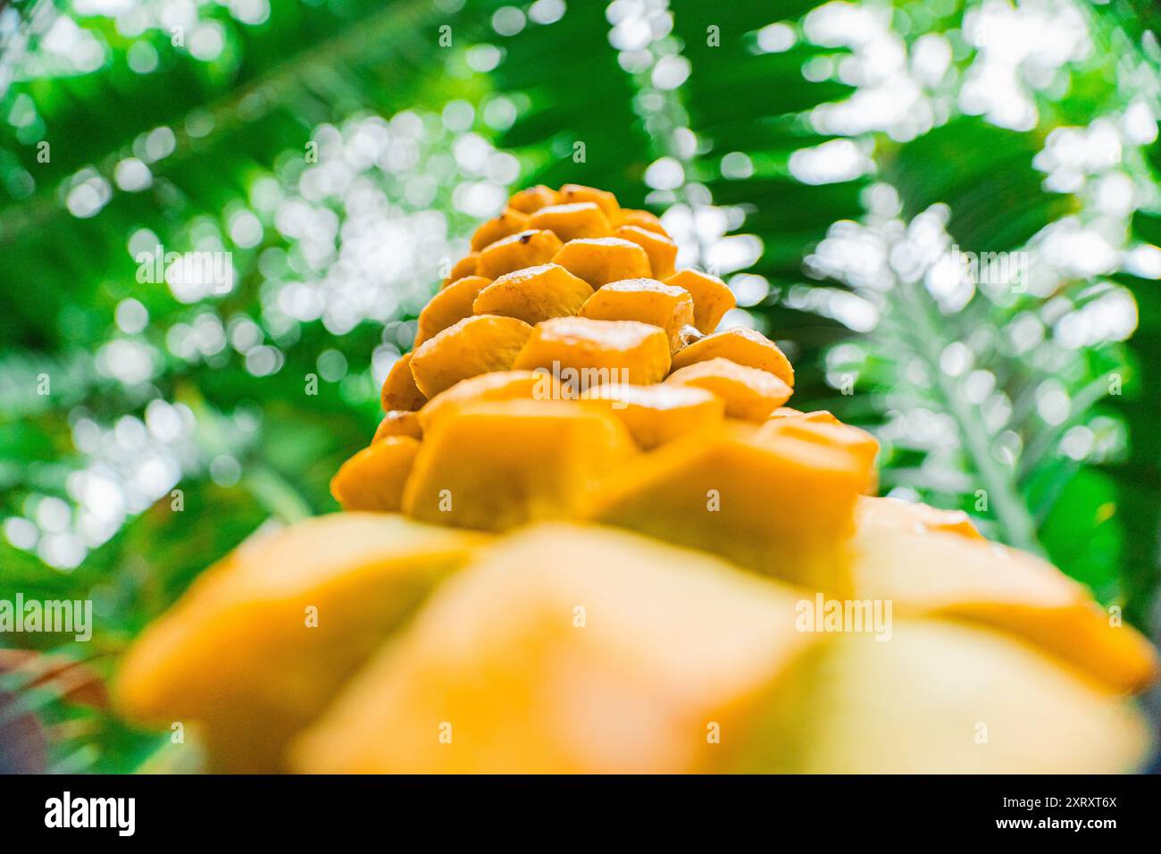 Encephalartos villosus hi-res stock photography and images - Alamy