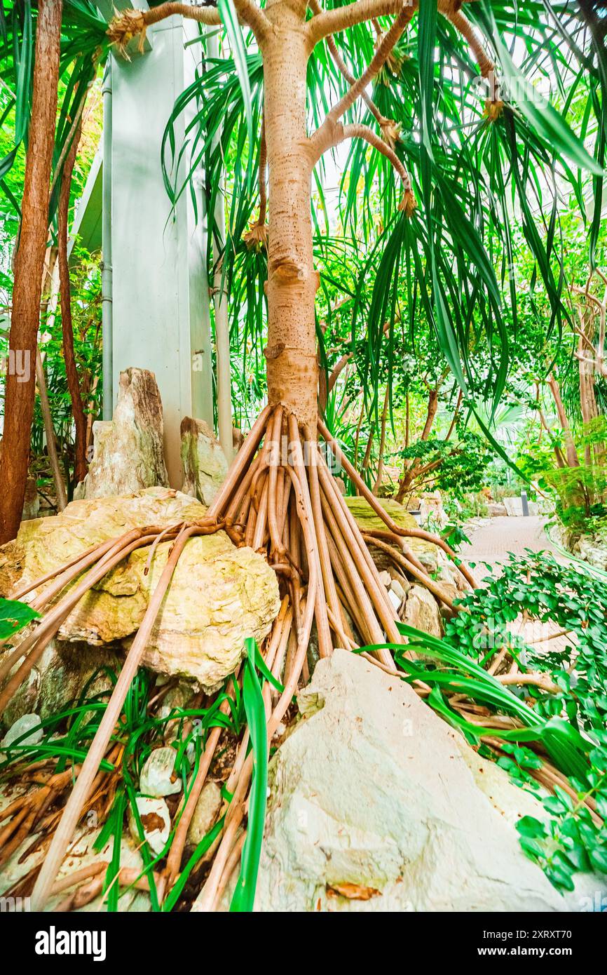 Trunk and Roots of the Hala Tree Known as Pandanus Tectorius Thatch ...