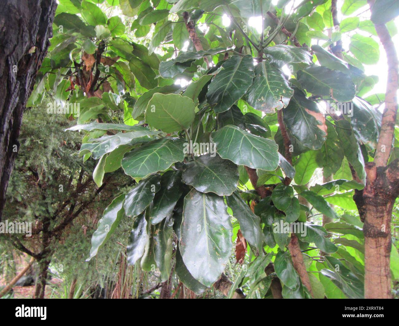 Meryta hi-res stock photography and images - Alamy
