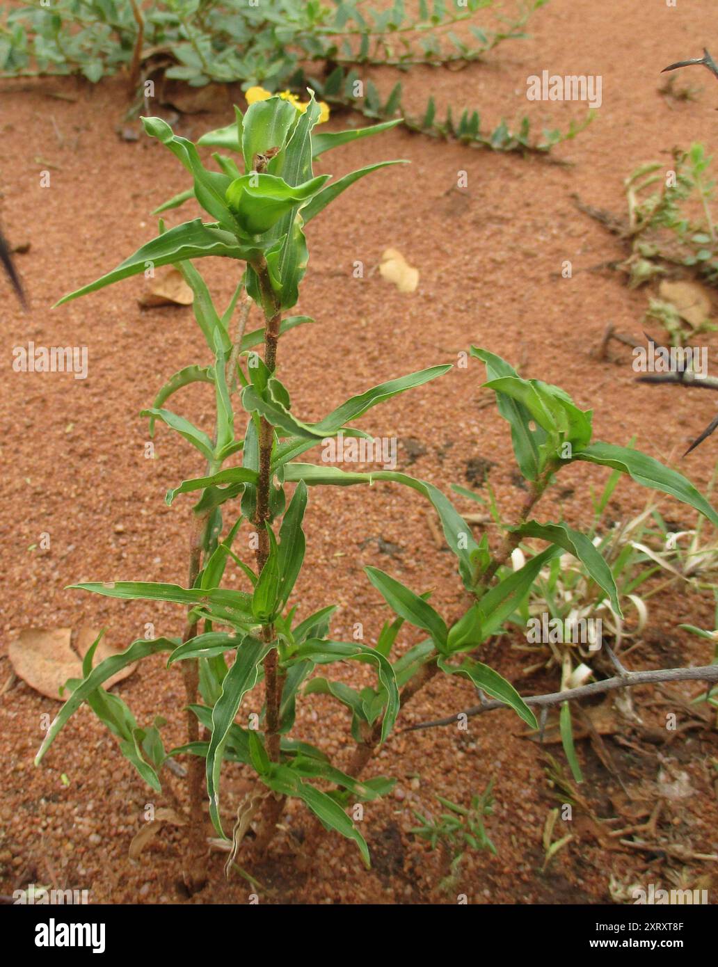 African Yellow Dayflower (Commelina africana) Plantae Stock Photo - Alamy