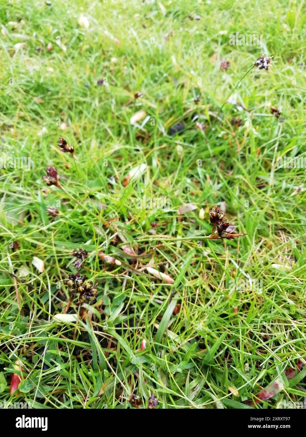 Field woodrush (Luzula campestris) Plantae Stock Photo - Alamy