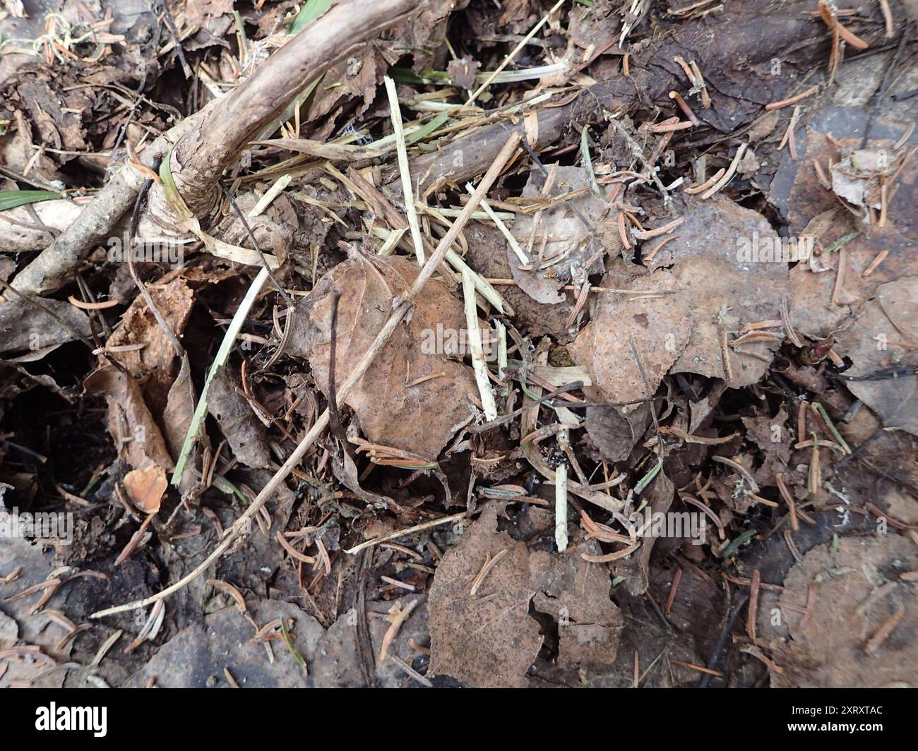 Heather vole hi-res stock photography and images - Alamy