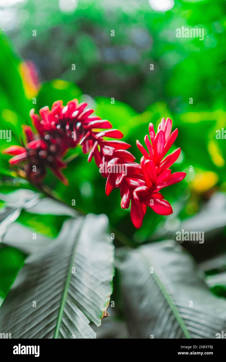 Red Ginger Flower Known as Alpinia Purpurata Stock Photo - Alamy