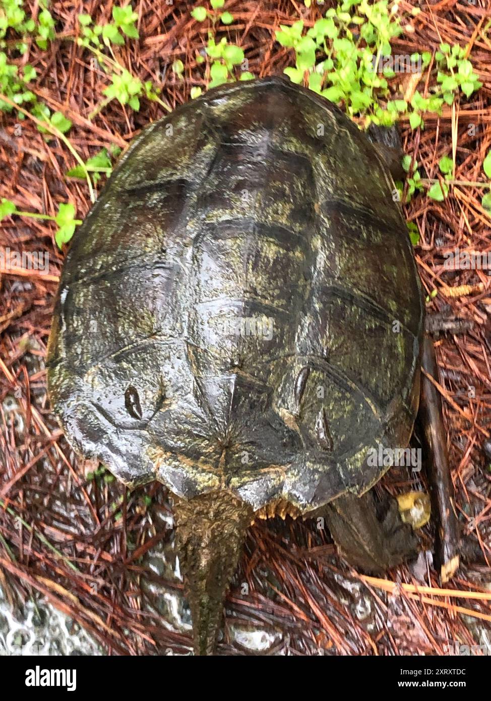 Common Snapping Turtle (Chelydra serpentina) Reptilia Stock Photo - Alamy
