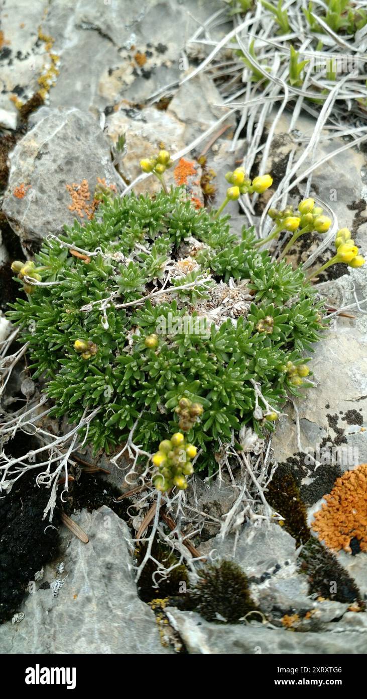 Drabas (Draba) Plantae Stock Photo - Alamy