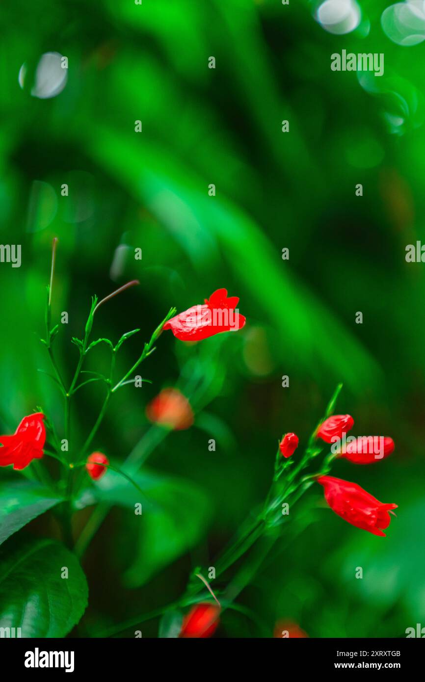 Red Ruellia Flower Known as Wild Petunias in Ecological Biosphere ...