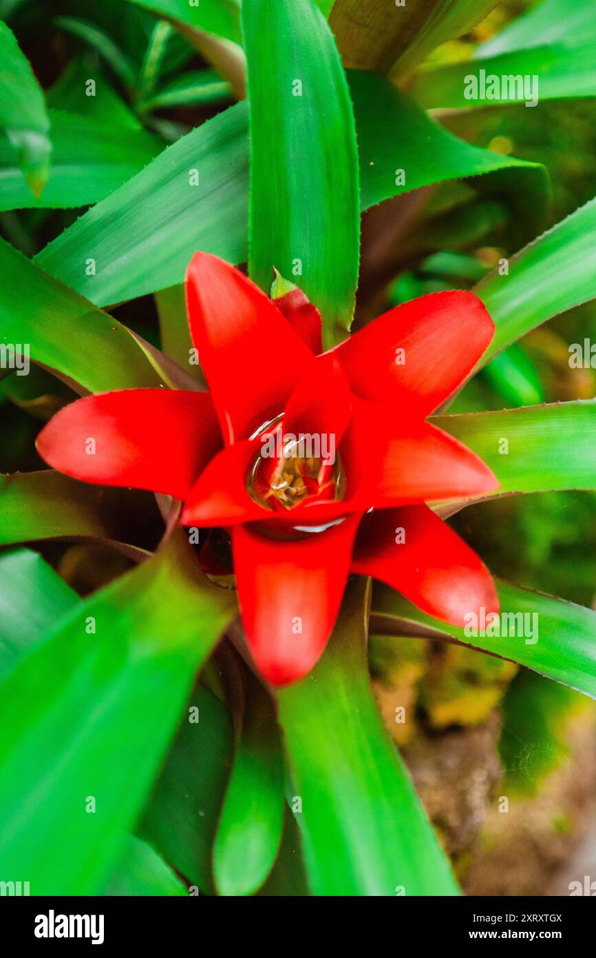 Red Nidularium Innocentii Plant Growing in a Green Ecological Garden ...
