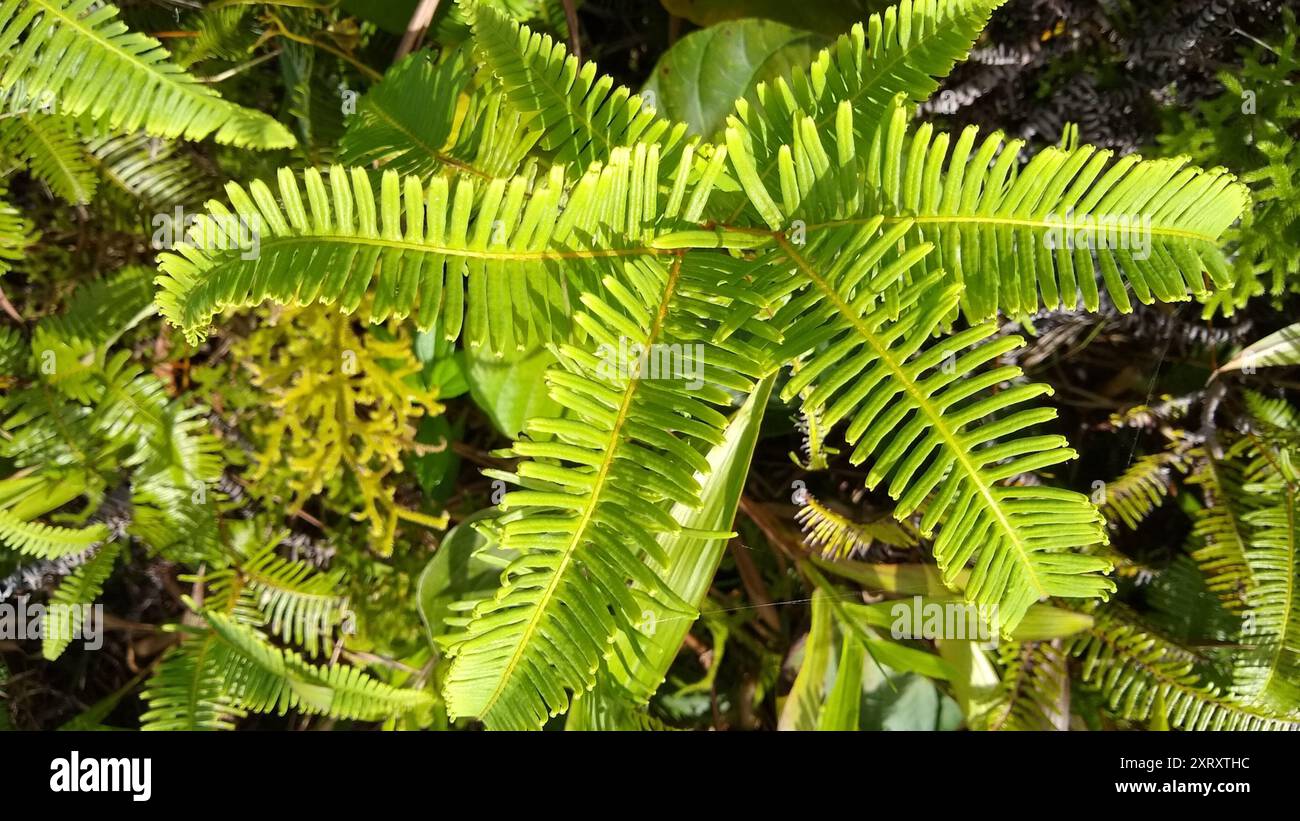false staghorn fern (Dicranopteris linearis) Plantae Stock Photo - Alamy