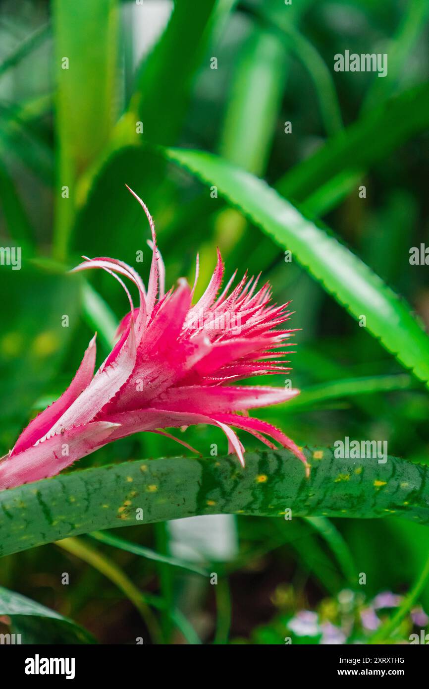 Pink Aechmea Fasciata From the Bromeliaceae Family Growing Beautifully ...