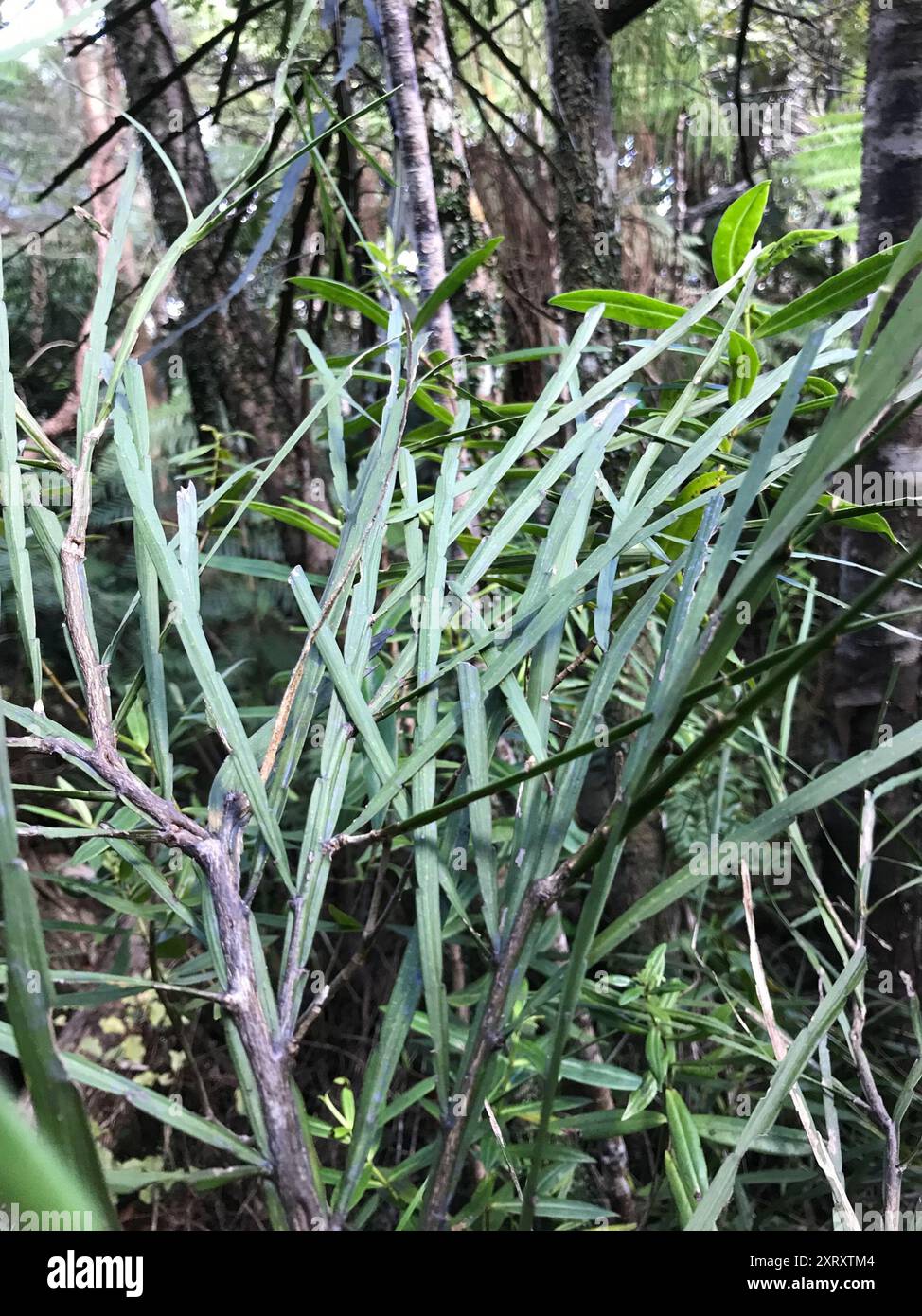 New Zealand common broom (Carmichaelia australis) Plantae Stock Photo ...