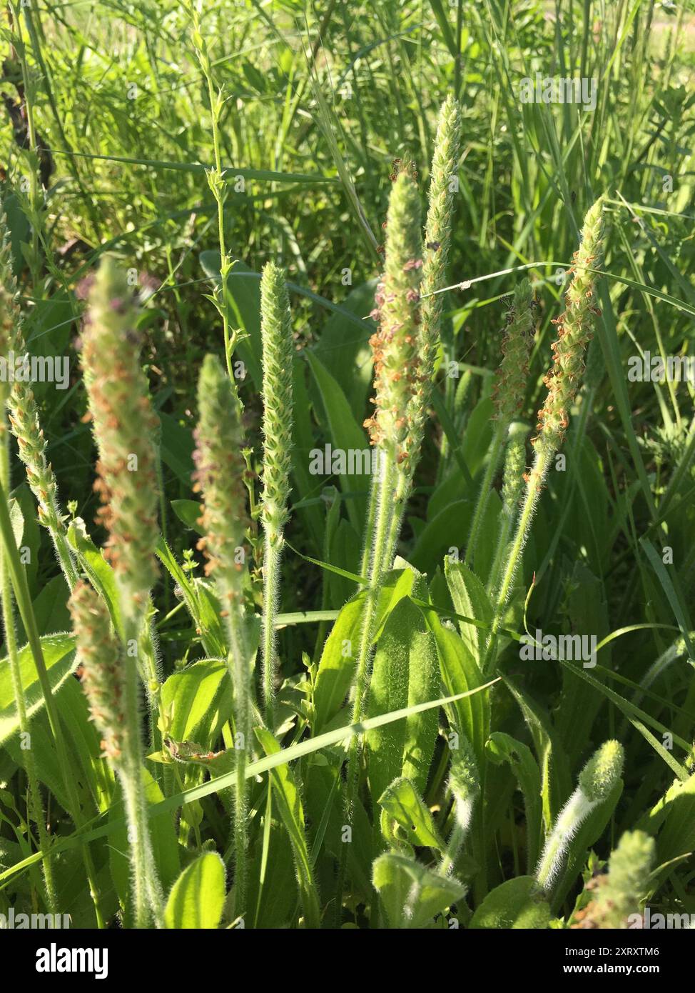 dwarf plantain (Plantago virginica) Plantae Stock Photo - Alamy