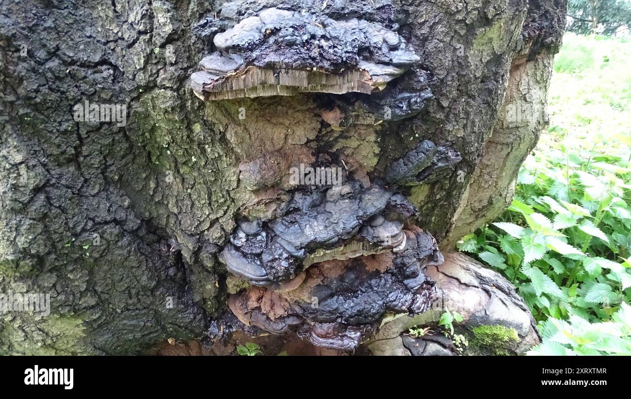 artist's bracket (Ganoderma applanatum) Fungi Stock Photo - Alamy