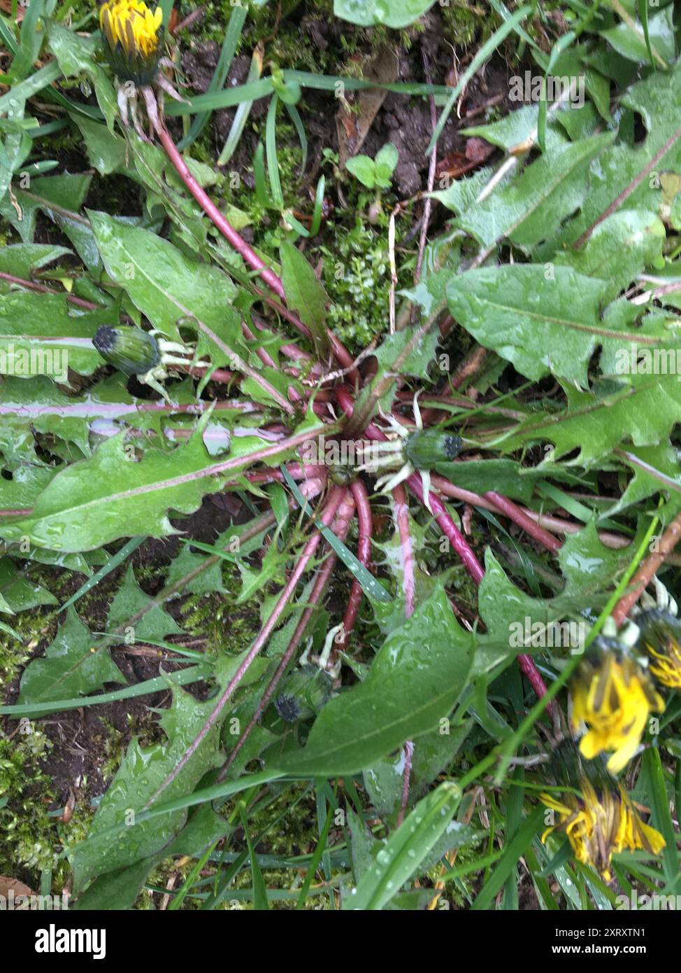 common dandelion (Taraxacum officinale) Plantae Stock Photo - Alamy