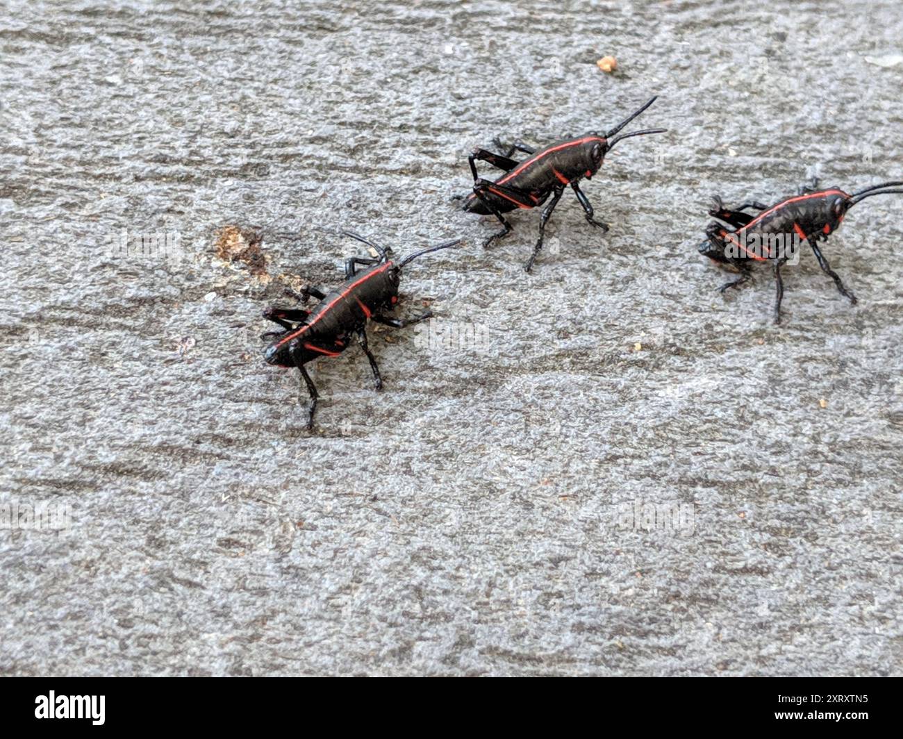Eastern Lubber Grasshopper (Romalea microptera) Insecta Stock Photo - Alamy