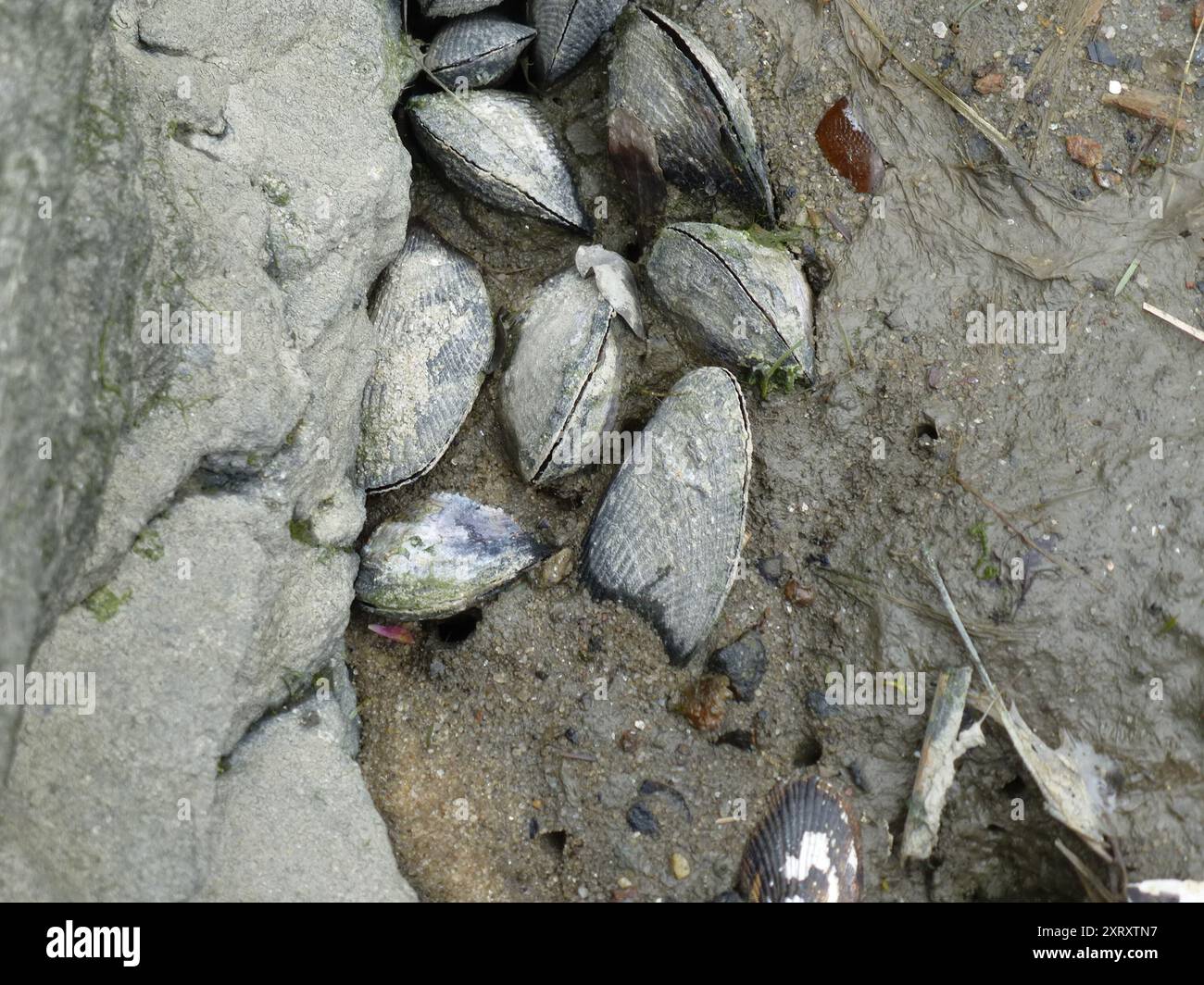Atlantic Ribbed Mussel (Geukensia demissa) Mollusca Stock Photo - Alamy